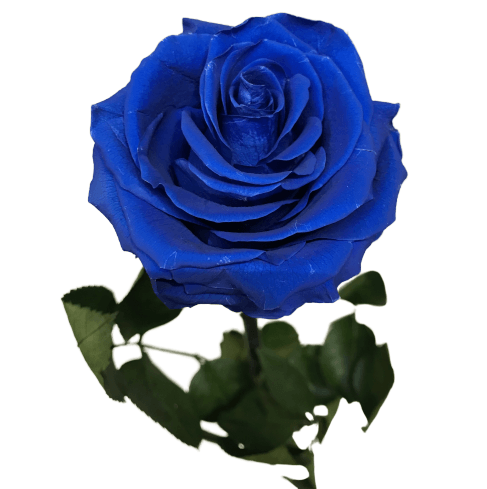 Rosa Eterna Azul ️ Floristería el Paraiso