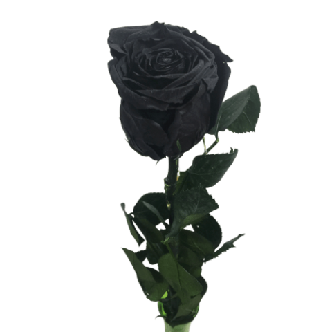 Rosa Eterna Negra ️ Floristería el Paraiso